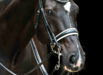 Premier Equestrian Tack & Gear | Tack 'n Togs South Africa – Tack 'n ...