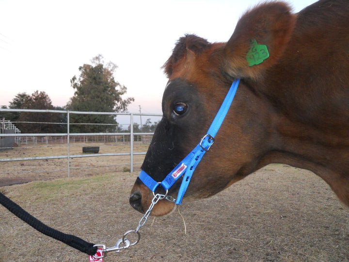 Halters and Leads – Tack 'n Togs at Midfeeds